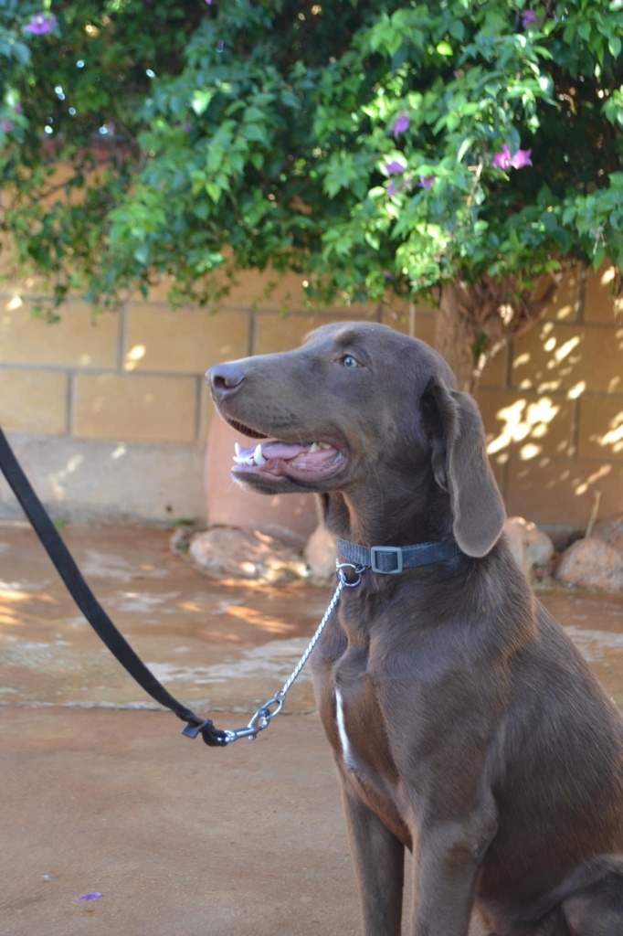 Current Pointers – Rehoming Cyprus Pointers