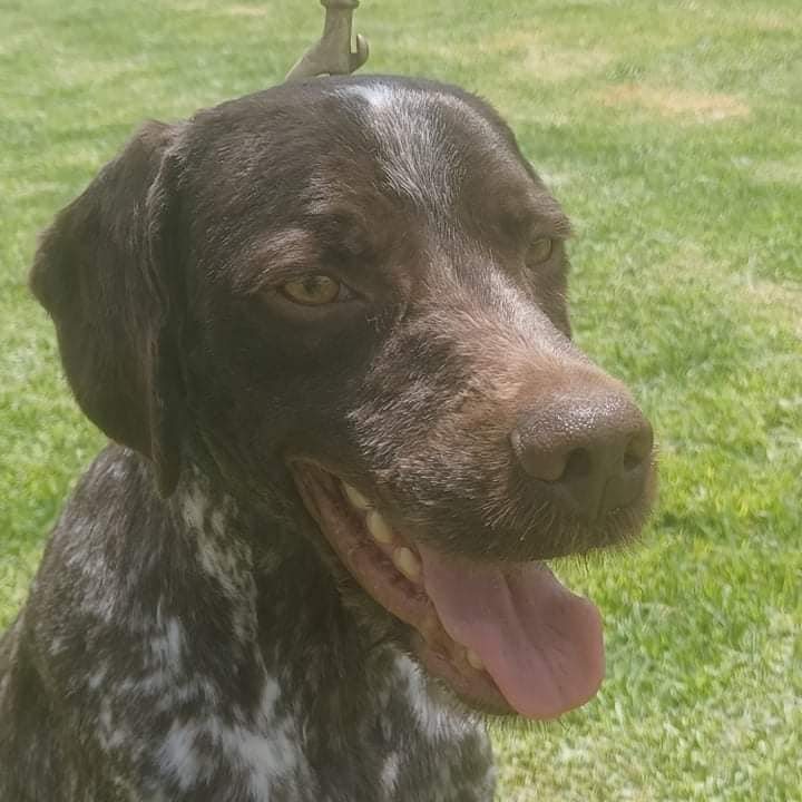 Current Pointers – Rehoming Cyprus Pointers