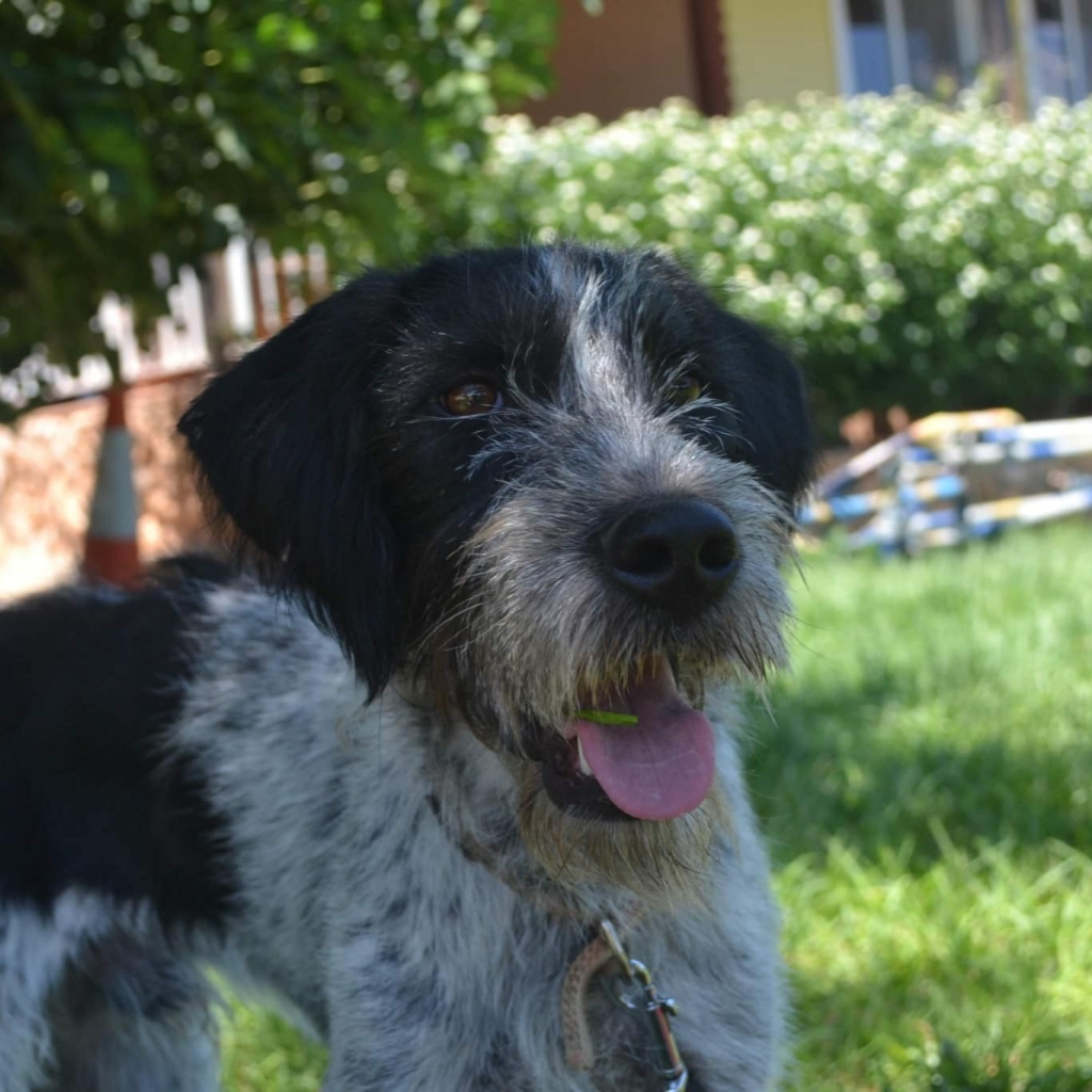 Current Pointers – Rehoming Cyprus Pointers