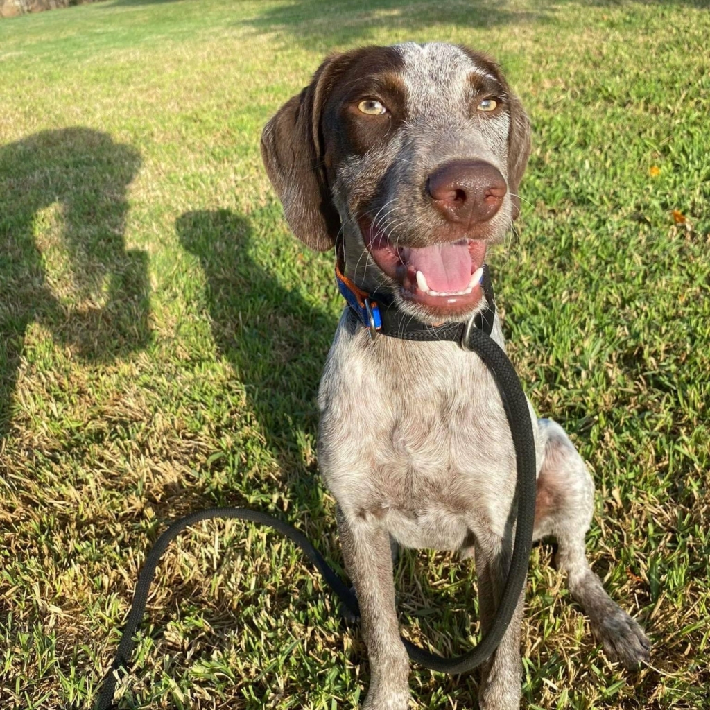 Current Pointers – Rehoming Cyprus Pointers