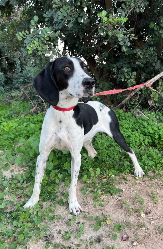 Current Pointers – Rehoming Cyprus Pointers