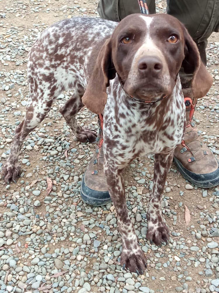 Current Pointers – Rehoming Cyprus Pointers