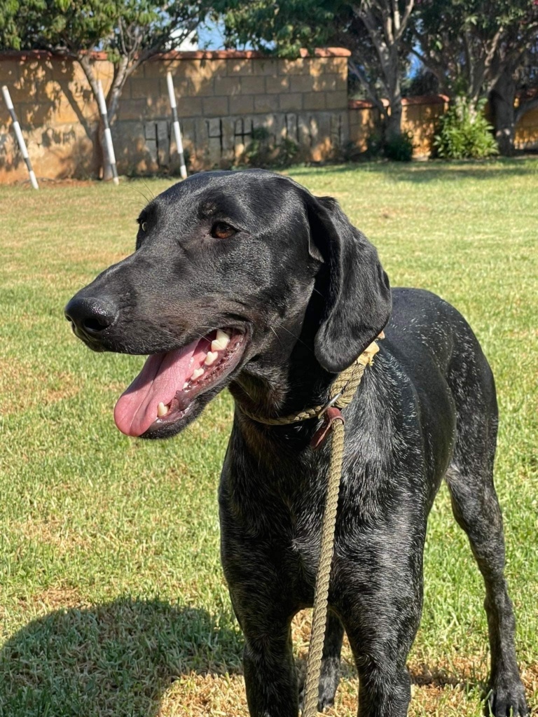 Current Pointers – Rehoming Cyprus Pointers