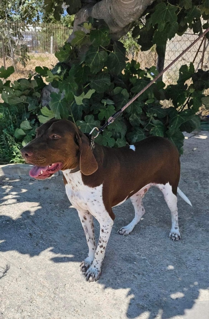 Current Pointers – Rehoming Cyprus Pointers