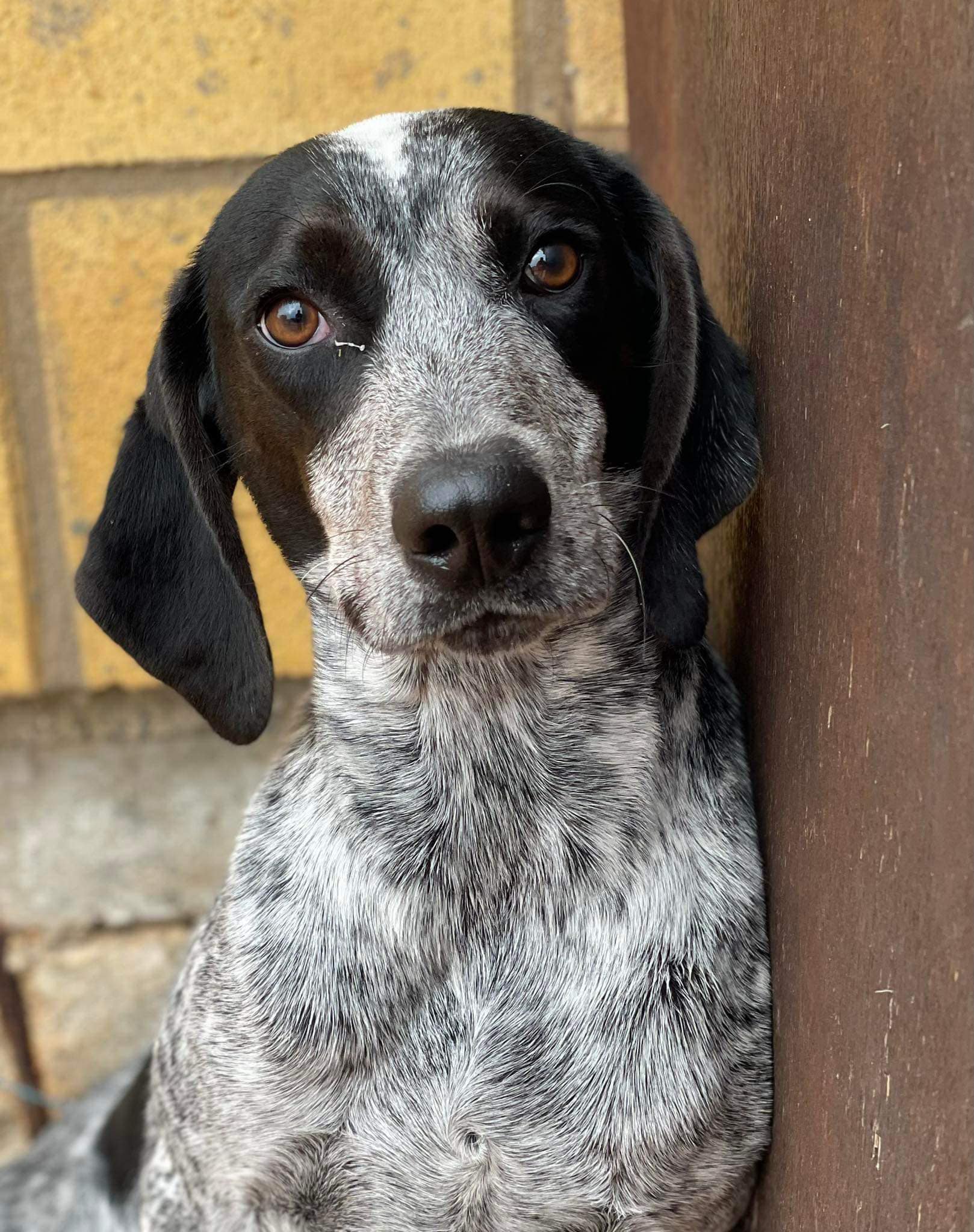 Albert – Rehoming Cyprus Pointers