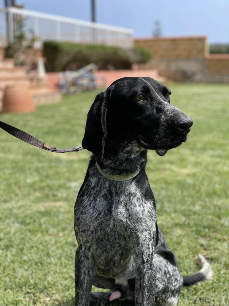 Current Pointers – Rehoming Cyprus Pointers