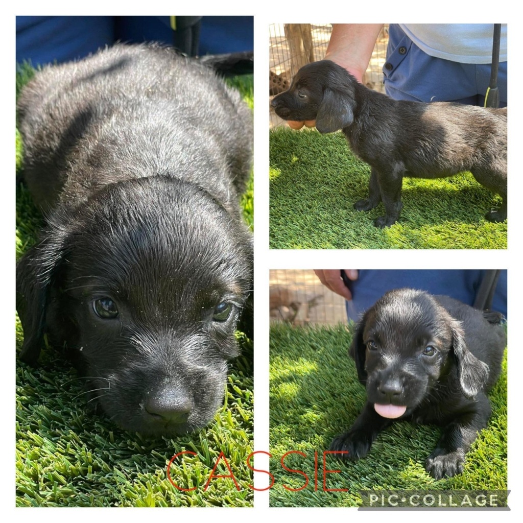 Current Pointers – Rehoming Cyprus Pointers