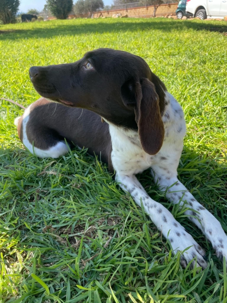 Current Pointers – Rehoming Cyprus Pointers