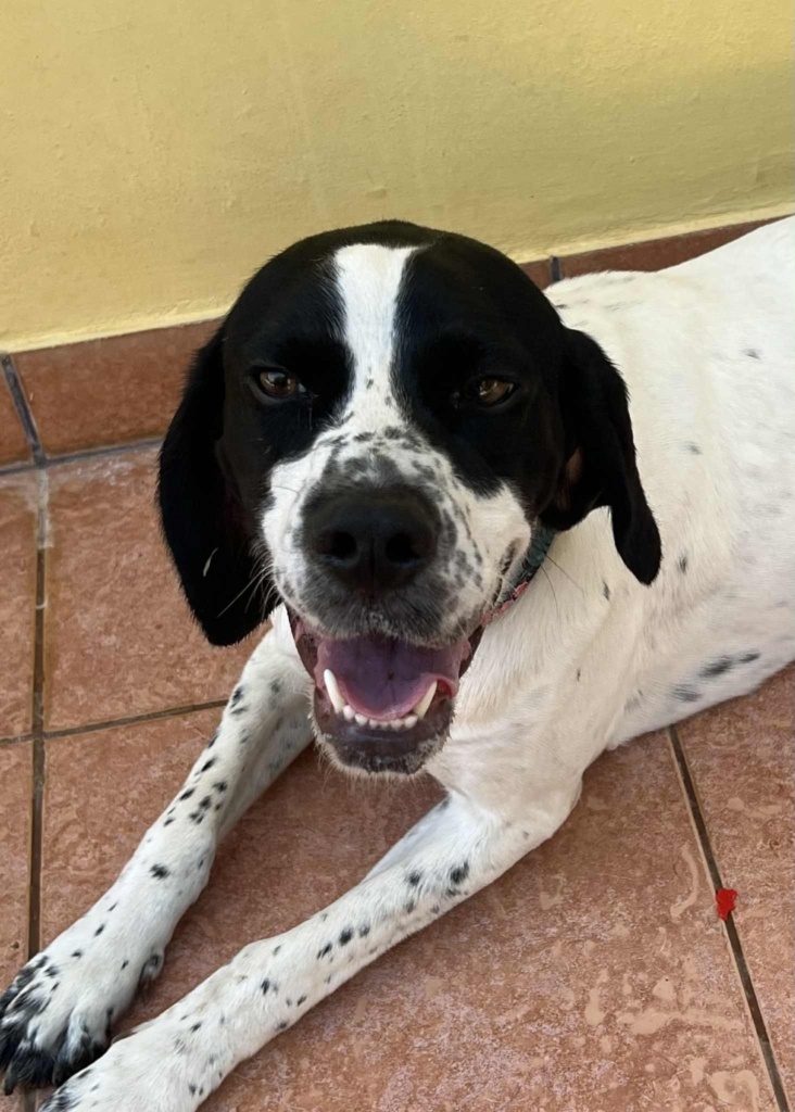 Current Pointers – Rehoming Cyprus Pointers