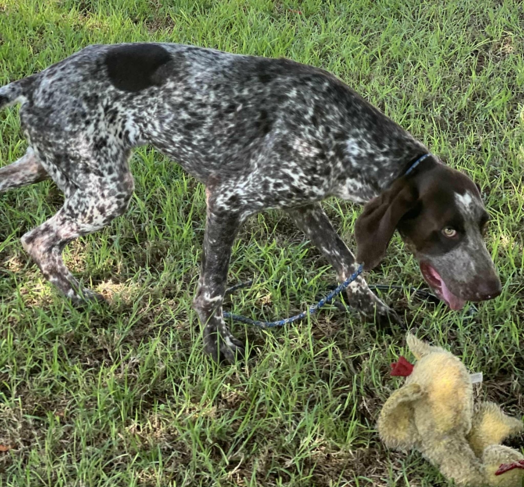 Current Pointers – Rehoming Cyprus Pointers