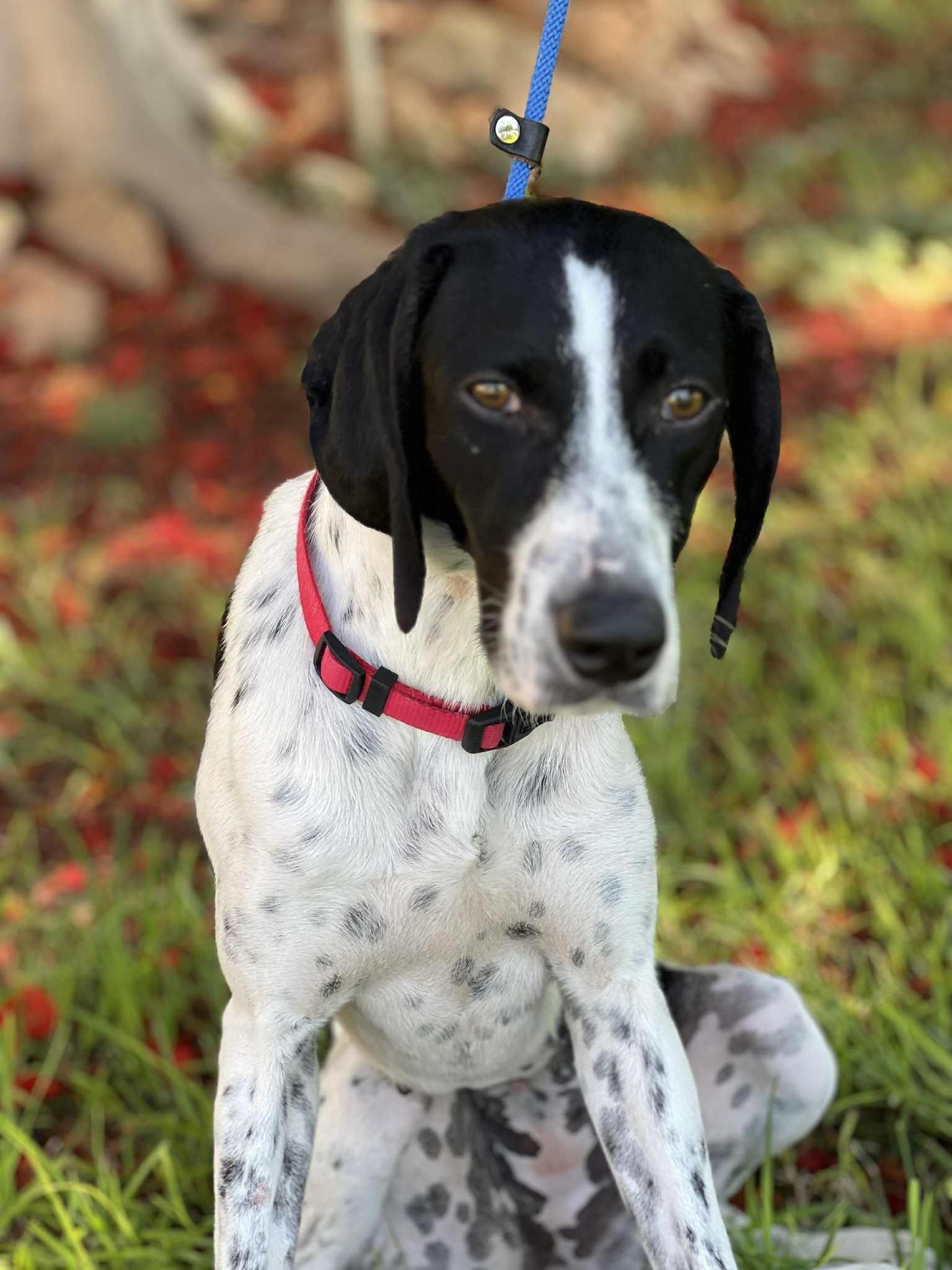 Ruby – Rehoming Cyprus Pointers