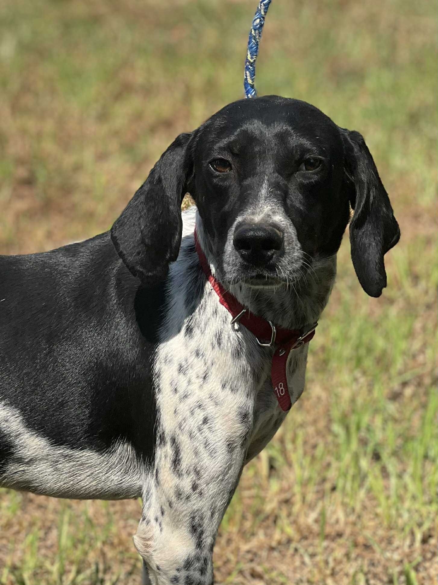 Wilson – Rehoming Cyprus Pointers