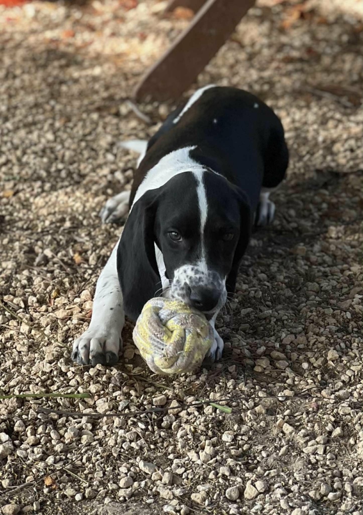 Current Pointers – Rehoming Cyprus Pointers